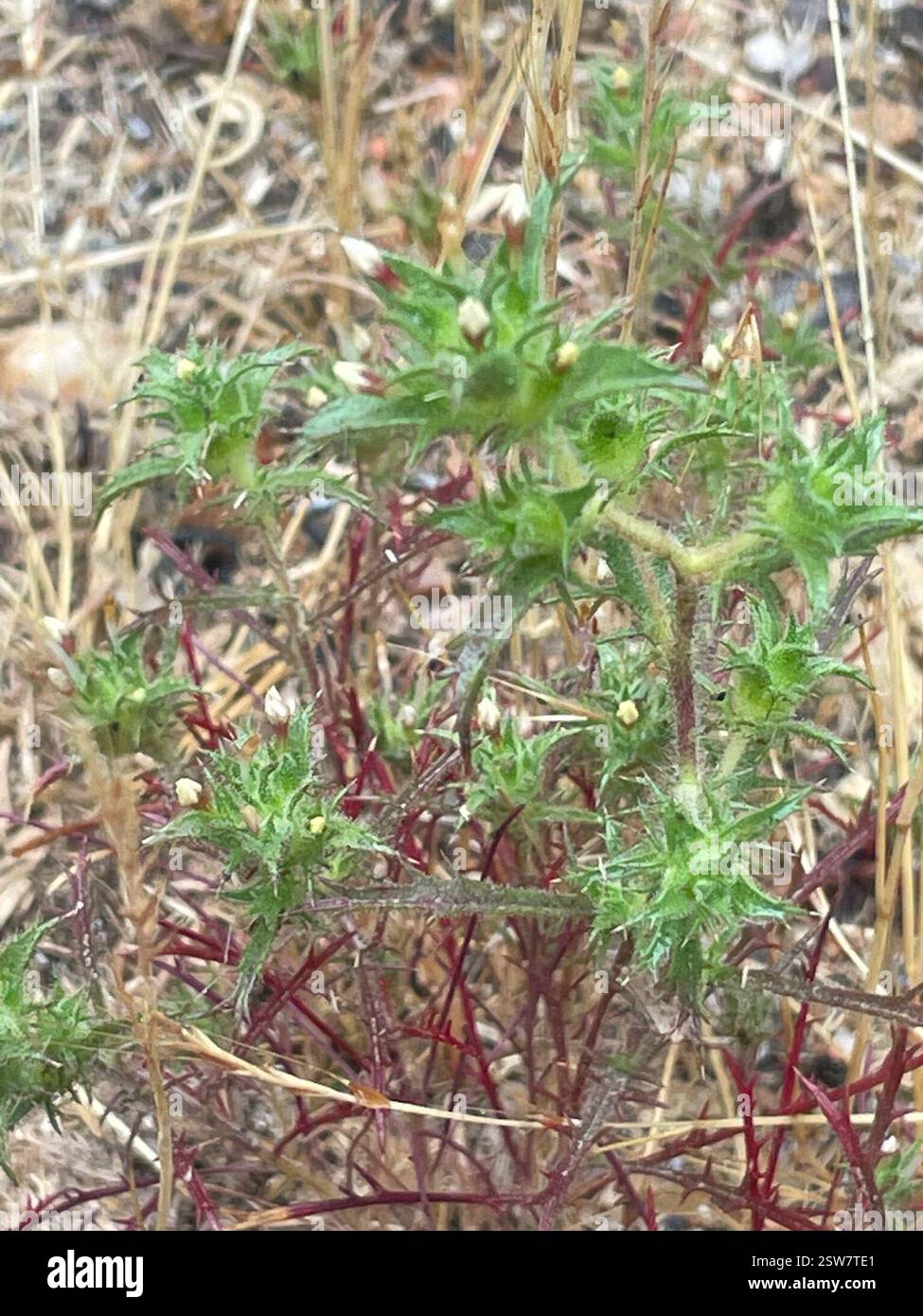Hollyleaf Pincushionplant (Navarretia atractyloides), Plantae ...