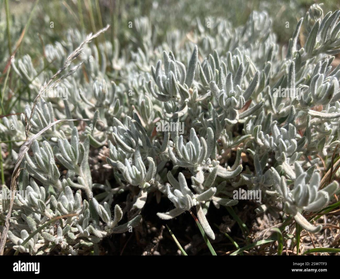 Winterfat (Krascheninnikovia lanata), Plantae, Saratoga, WY, US Stock ...