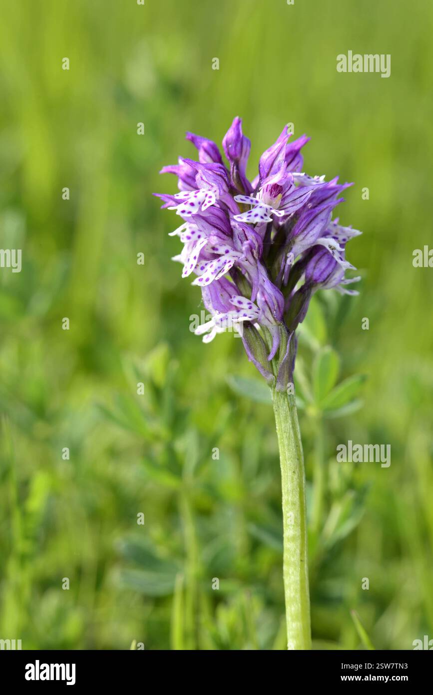 Neotinea tridentata flower with tall stem Stock Photo - Alamy