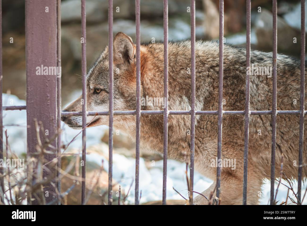 Close-up of a wolf behind bars in a zoo, wild predatory animal, mammal ...