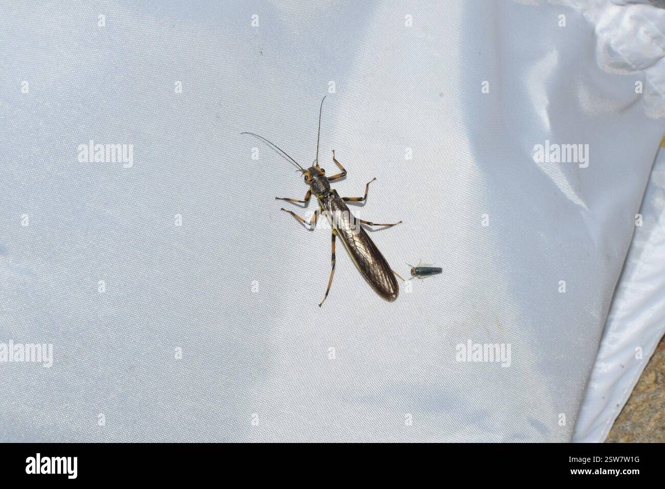 Stoneflies (Plecoptera), Insecta, 中国浙江省杭州市临安区 Stock Photo - Alamy