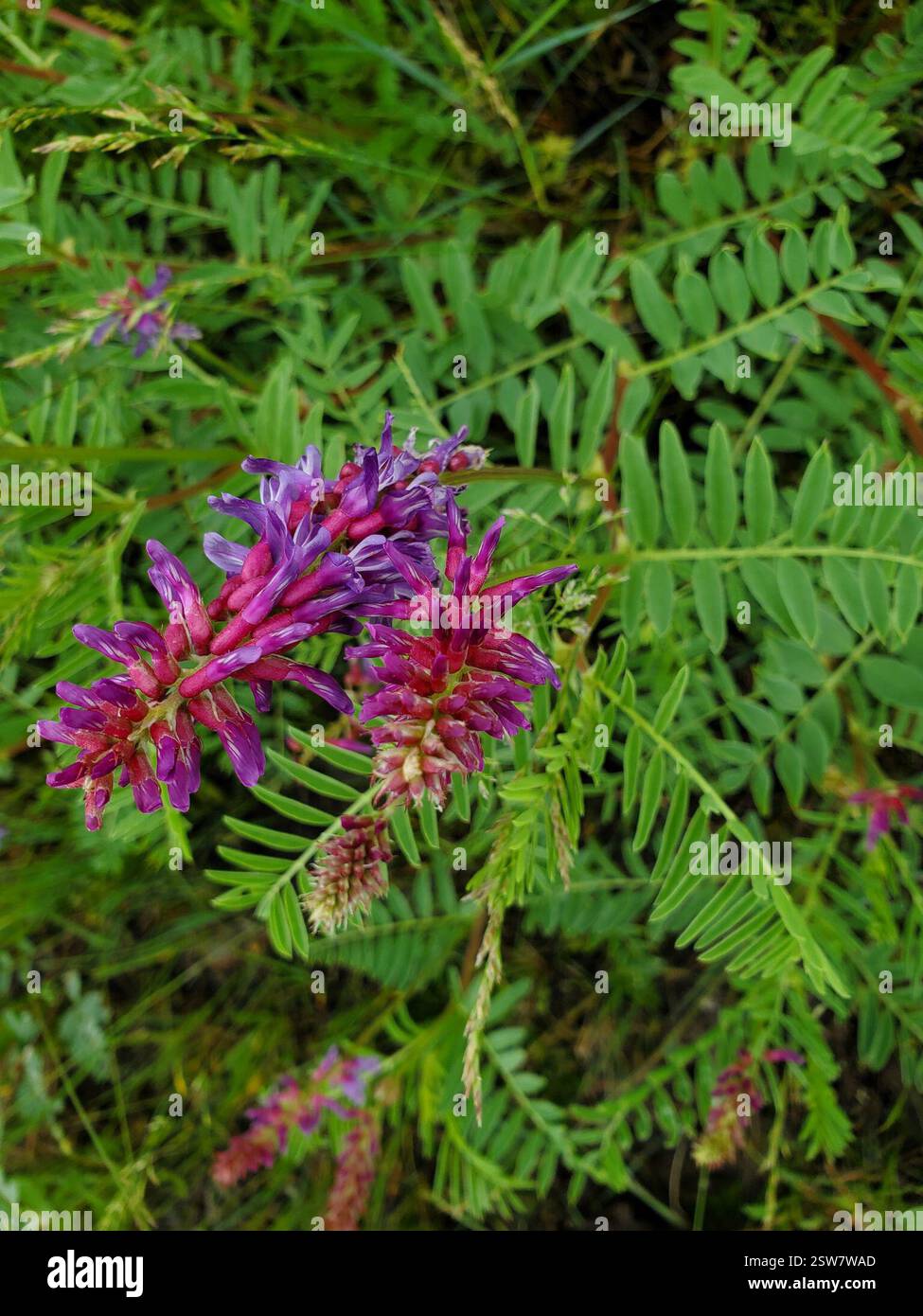 Two-grooved Milkvetch (Astragalus bisulcatus), Plantae, Fergus County ...