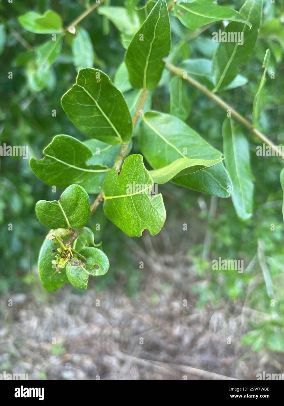 bluejack oak (Quercus incana), Plantae, Mississippi, US Stock Photo - Alamy