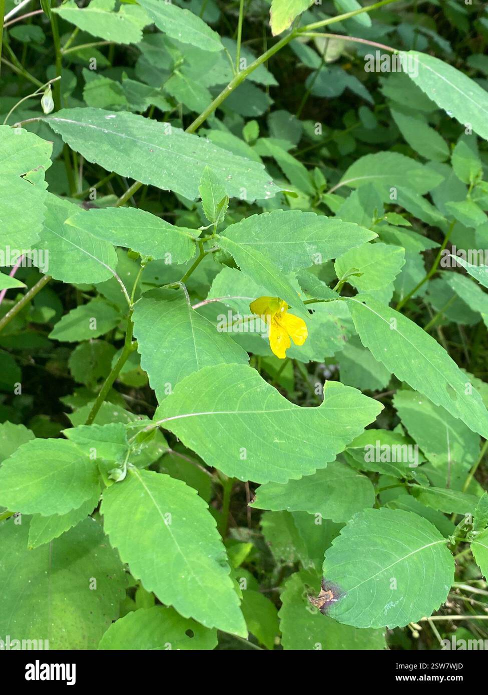 pale jewelweed (Impatiens pallida), Plantae, Buffalo National River ...