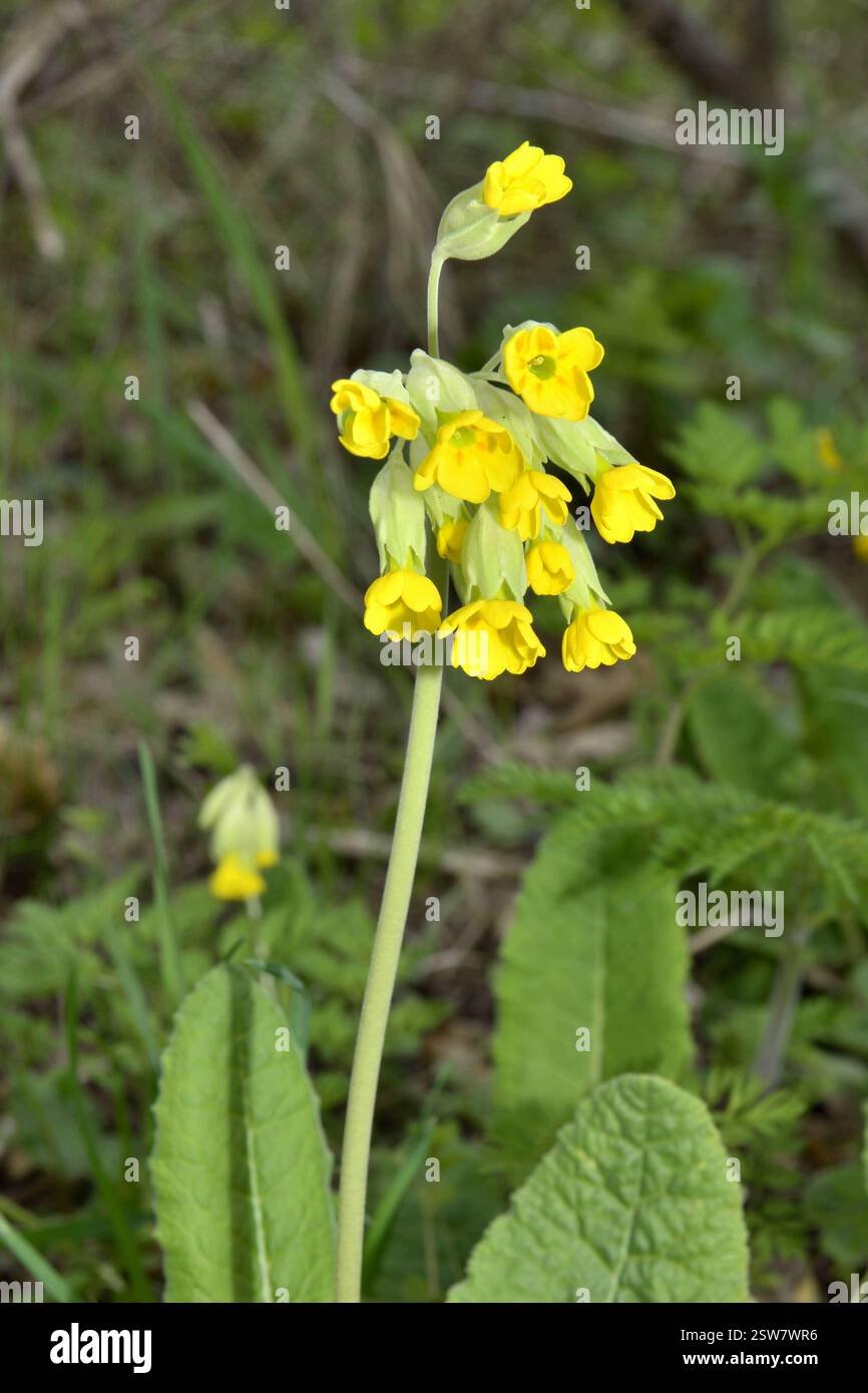 Flowers of Primula veris in vertical shot Stock Photo - Alamy