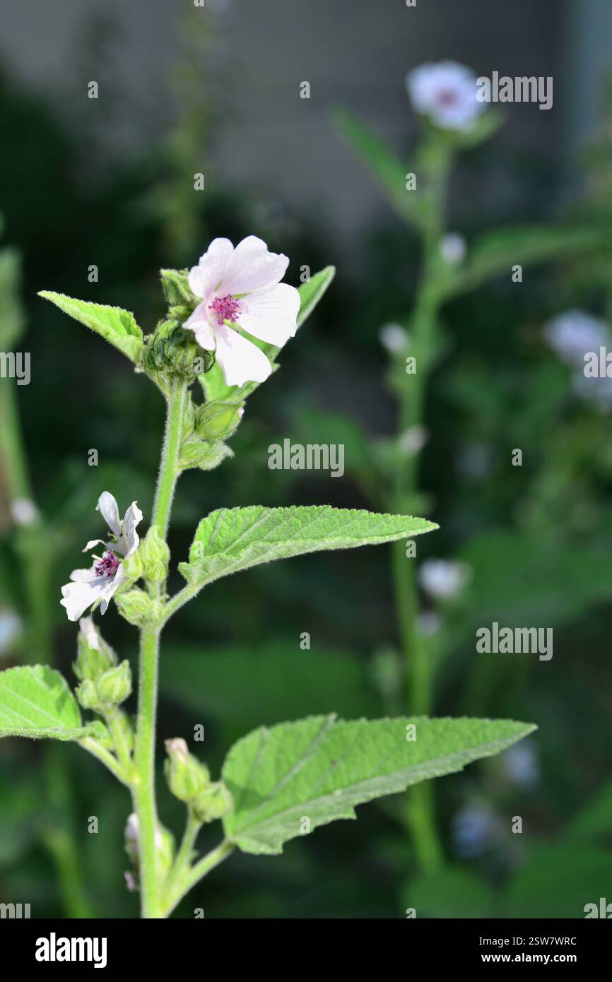Flowering branch of Althaea officinalis Stock Photo - Alamy
