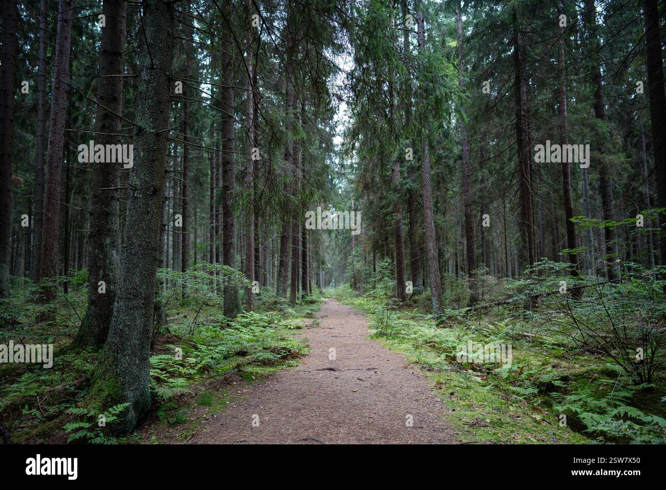 Lonely empty path stretches through dark coniferous forest, fading into ...