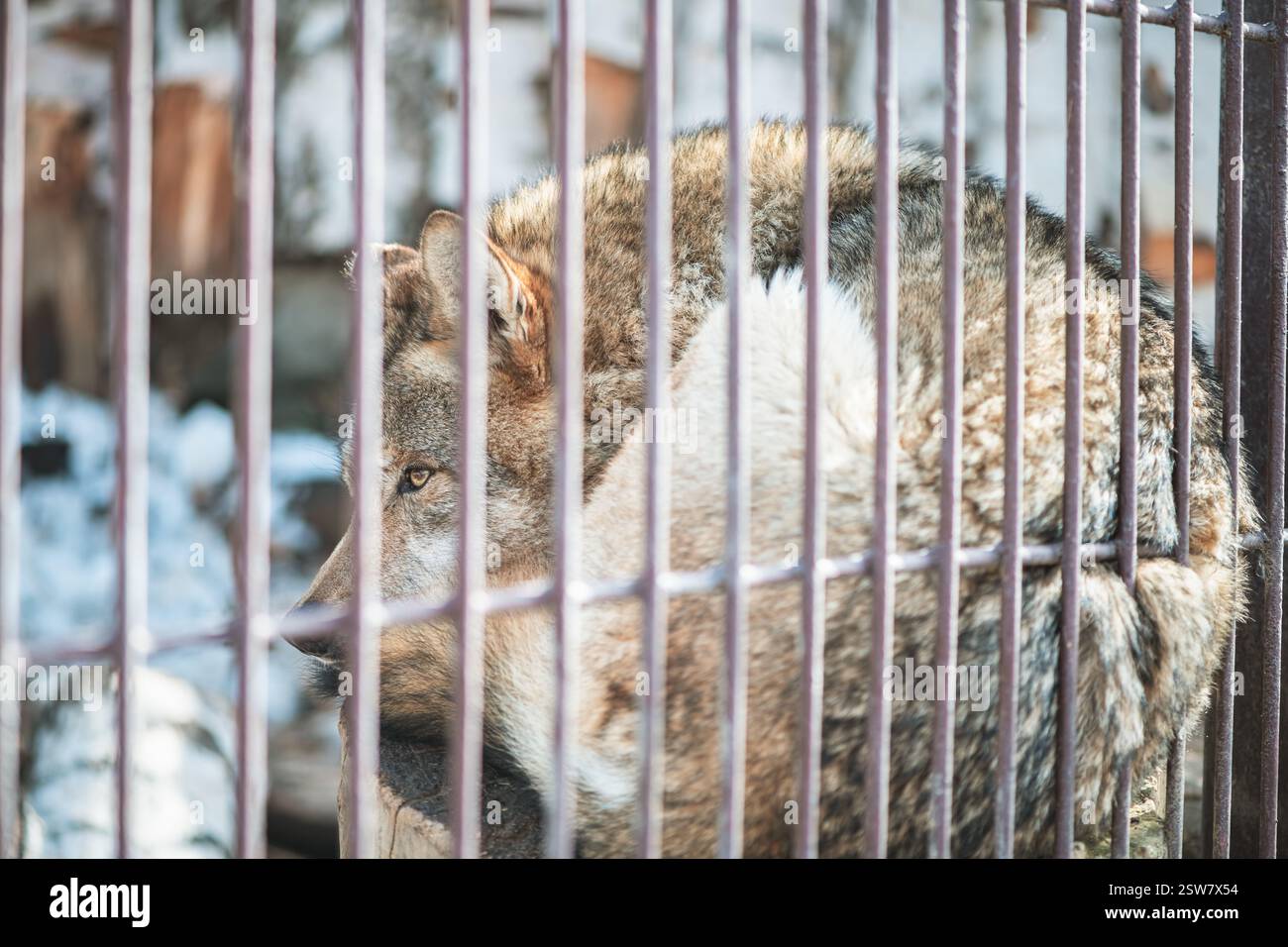 Close-up of a wolf behind bars in a zoo, wild predatory animal, mammal ...