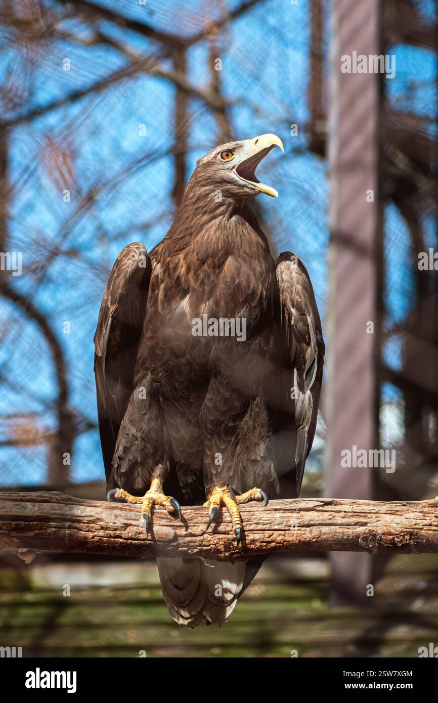 Majestic white-tailed eagle perched on a branch inside an enclosure in ...