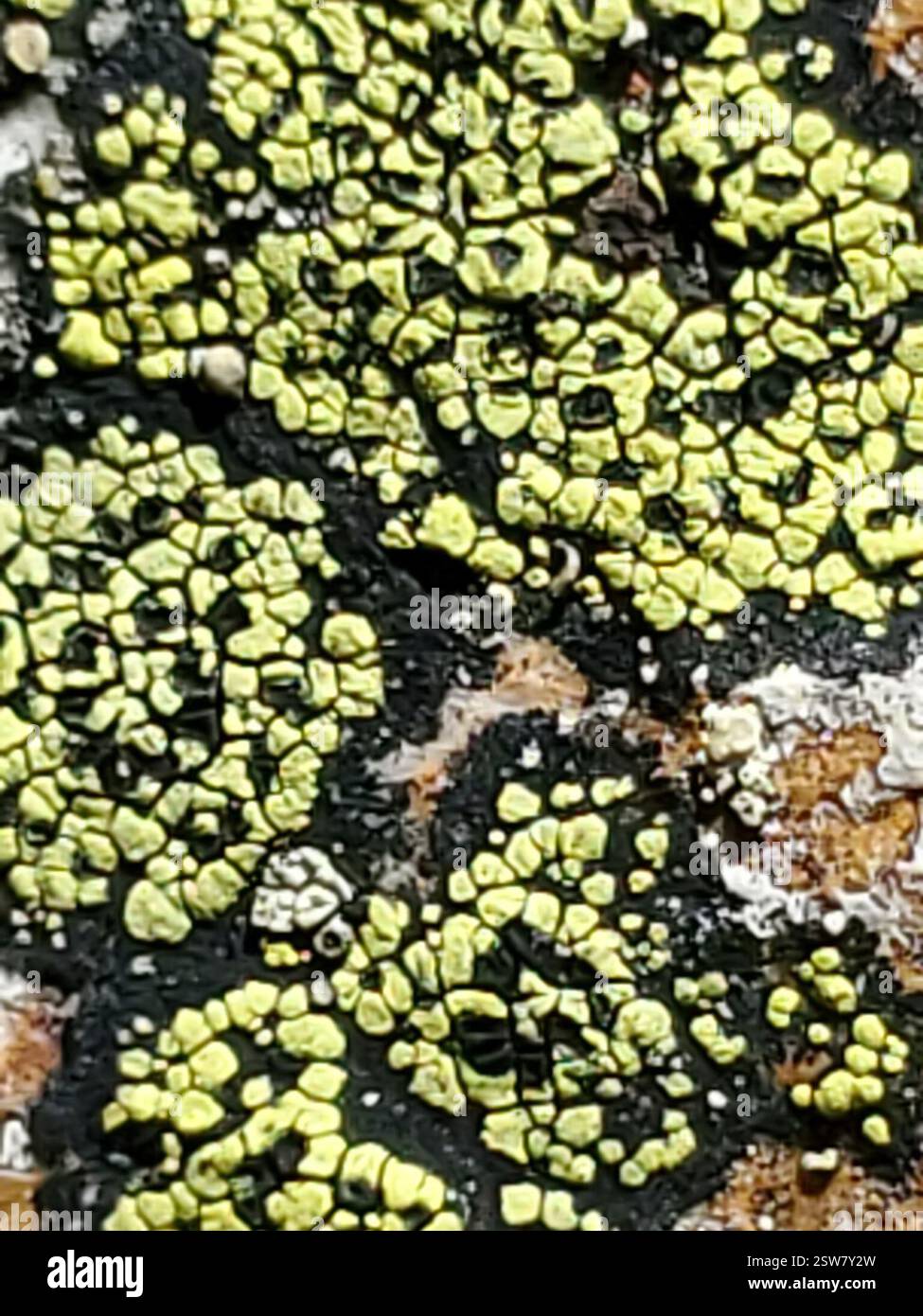 Map Lichens (Rhizocarpon), Fungi, Fergus County, MT, USA Stock Photo ...
