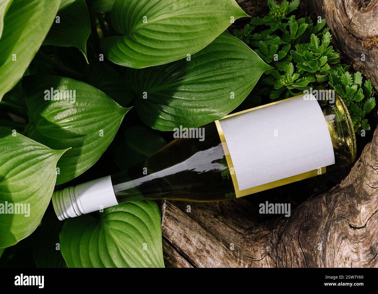 White wine in nature hi-res stock photography and images - Alamy