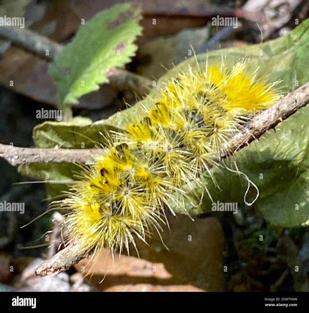 Silver-spotted Tiger Moth (Lophocampa argentata), Insecta, Henry Cowell ...