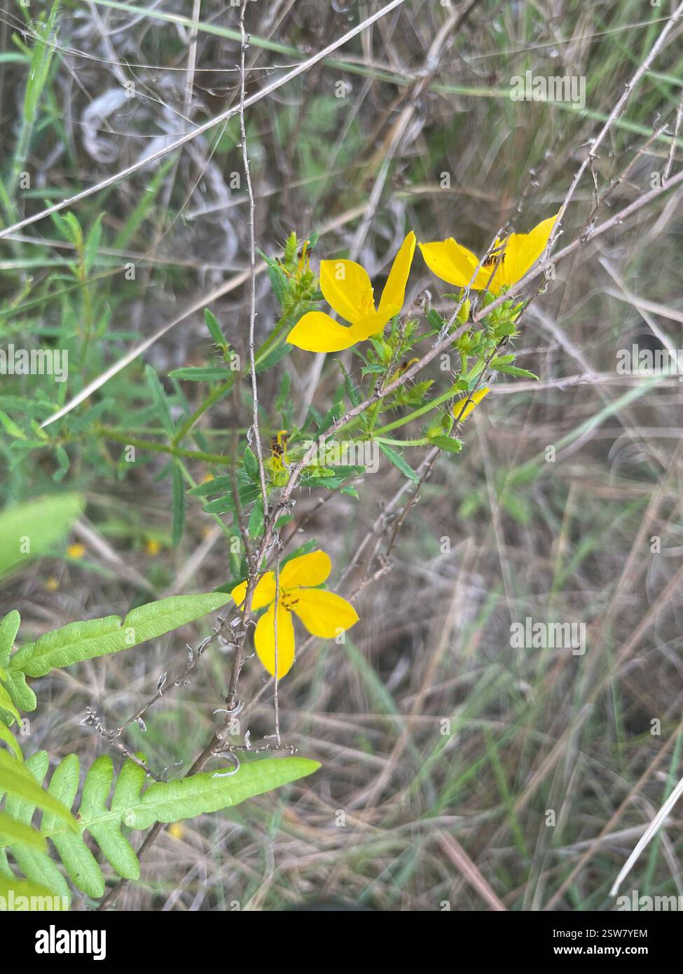yellow meadowbeauty (Rhexia lutea), Plantae, Louisiana, US Stock Photo ...