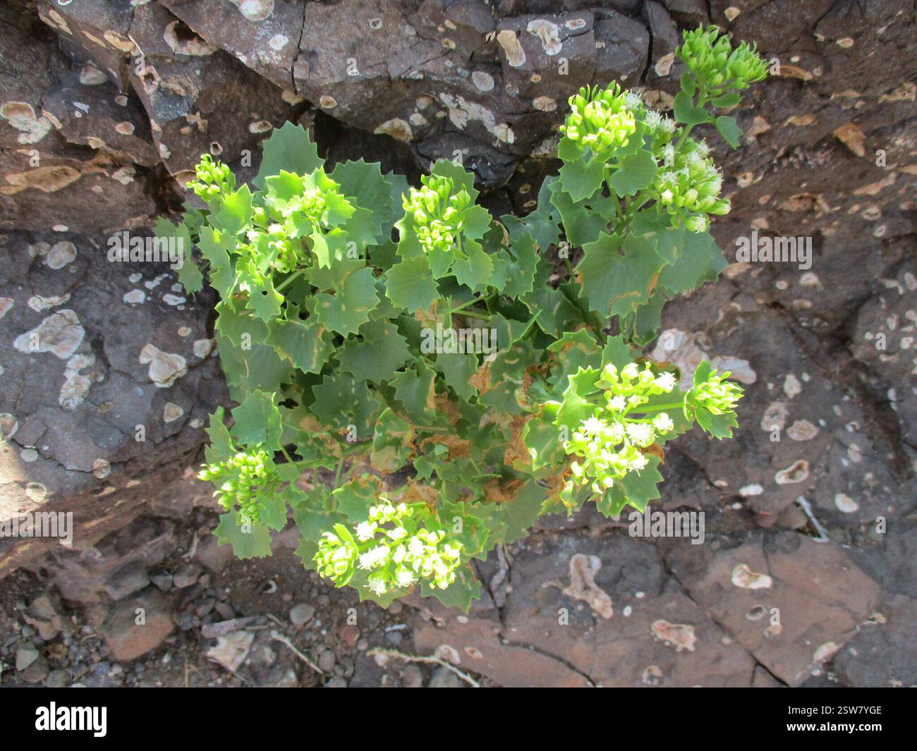 (Dauresia alliariifolia), Plantae, Kunene Region, Namibia Stock Photo - Alamy