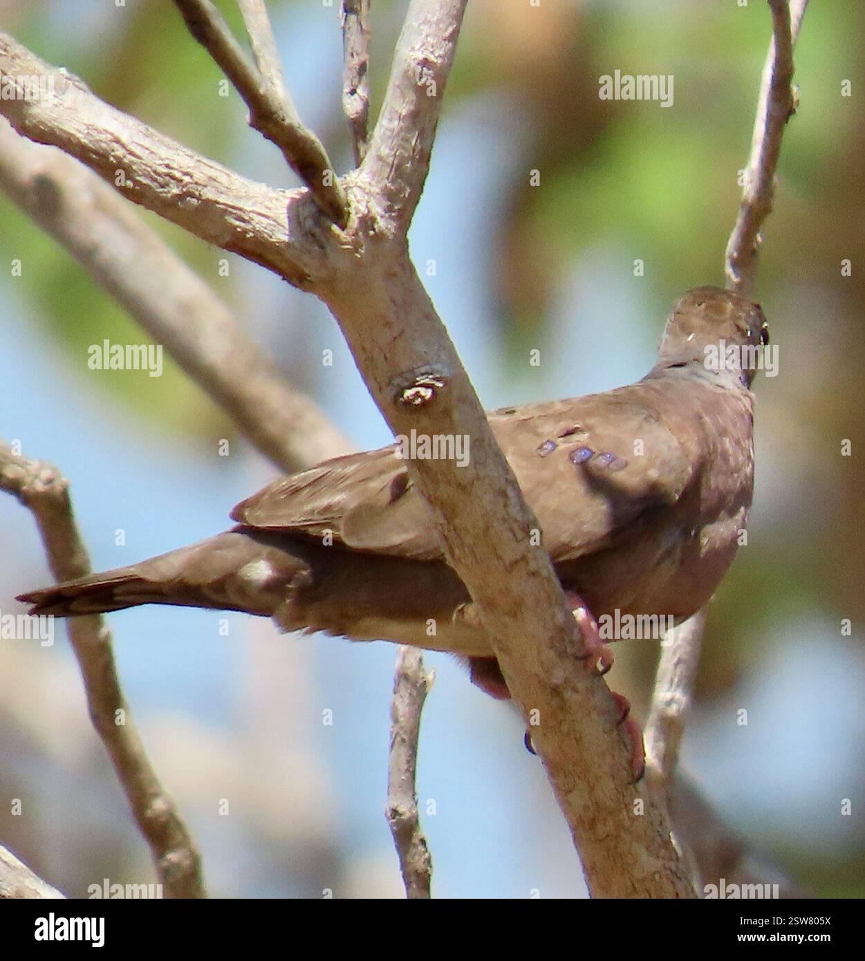 Ruddy Ground Dove (Columbina talpacoti), Aves, Cocle, PA, Ruddy Ground ...