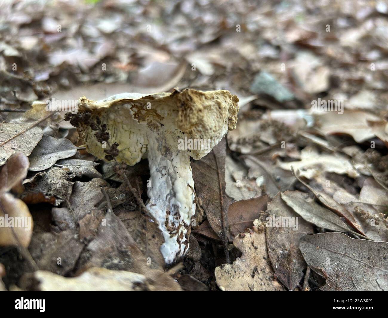 (Hypomyces), Fungi, Bucine, Toscana, IT Stock Photo - Alamy