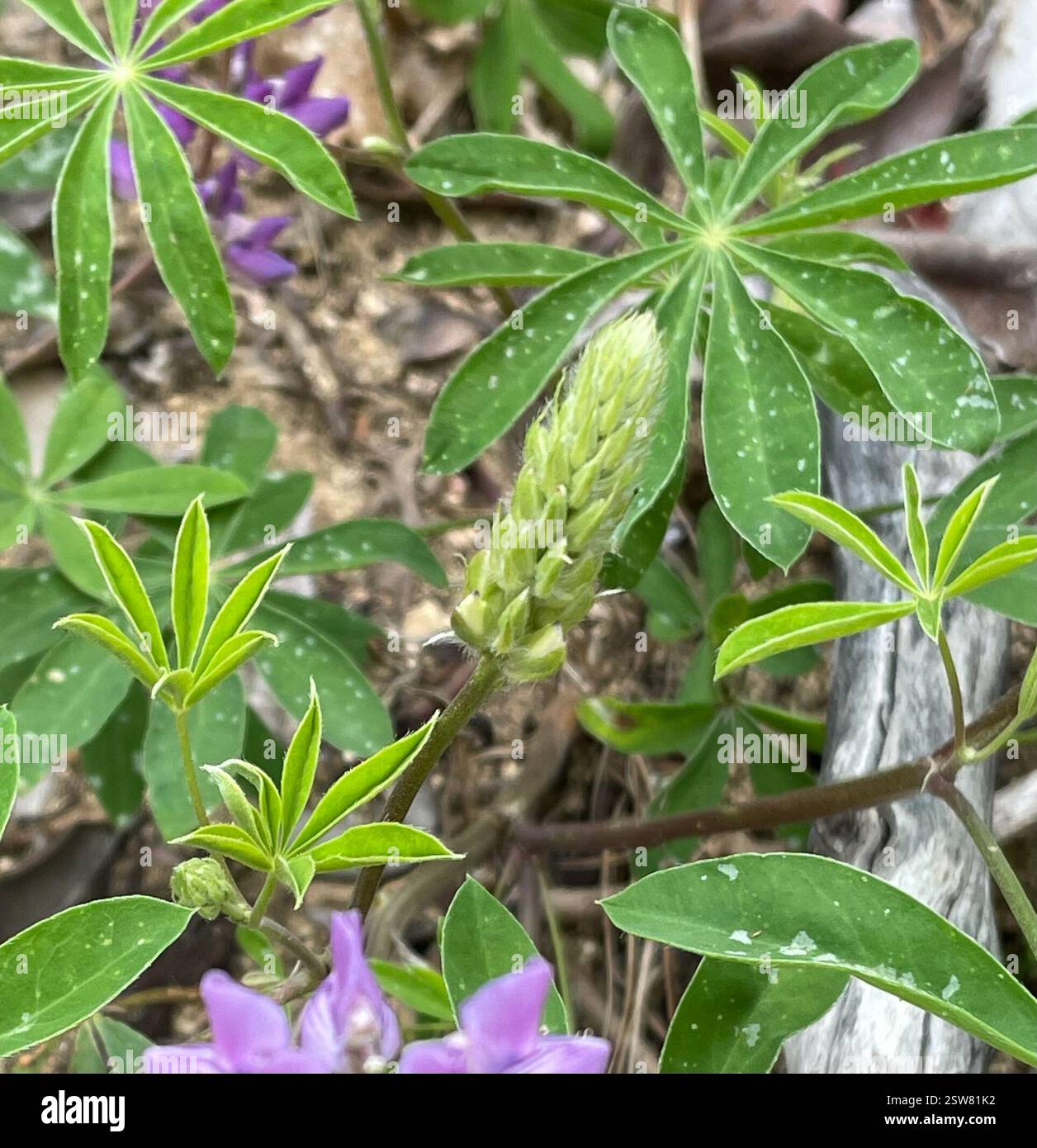 Broadleaf Lupine (Lupinus latifolius), Plantae, Carmel, CA, US, Lupine ...