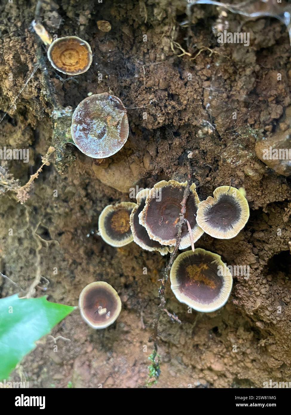 (Coltricia), Fungi, Capital, BC, Canada Stock Photo - Alamy
