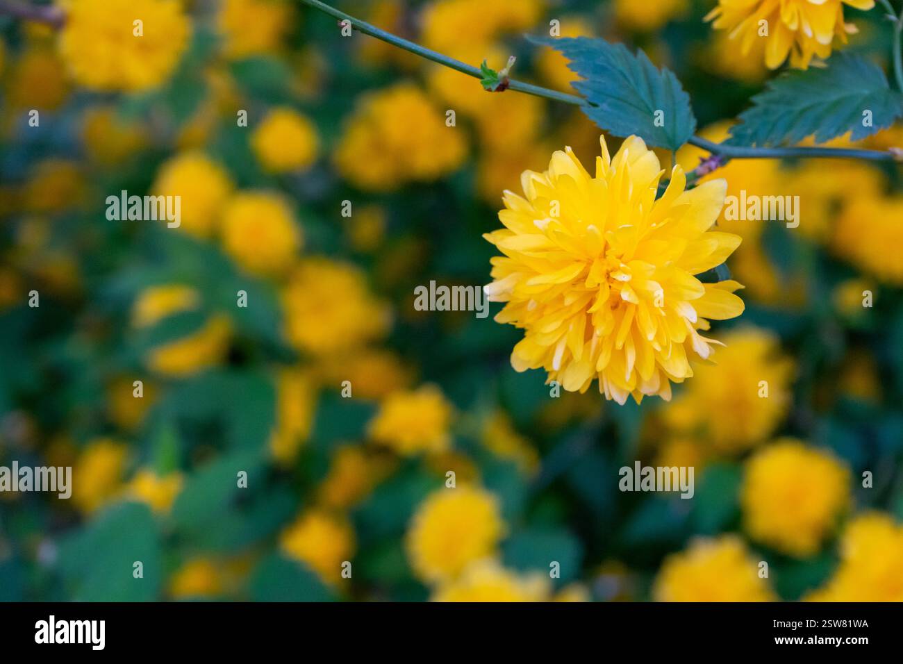 Bright yellow flowers fill a garden, showcasing vibrant blossoms ...