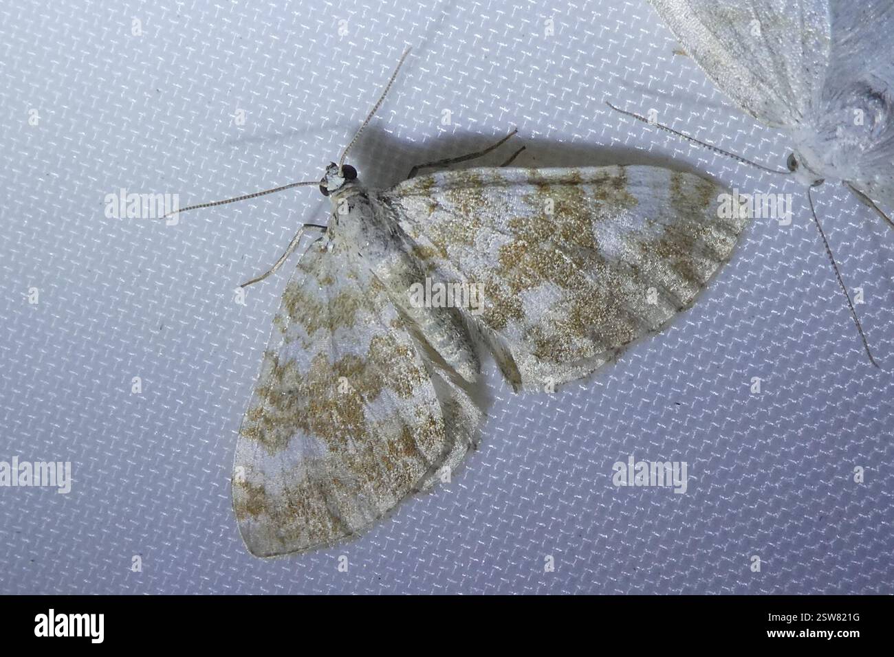 Sandy Carpet (Perizoma flavofasciata), Insecta, South Heale Cottage ...