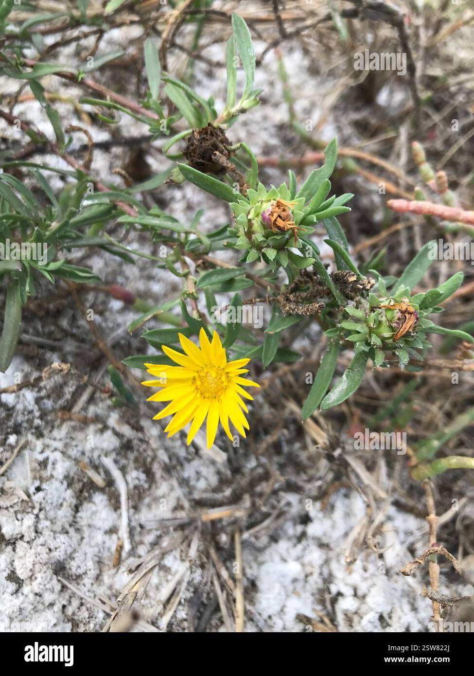 Grindelia ragonesei hi-res stock photography and images - Alamy