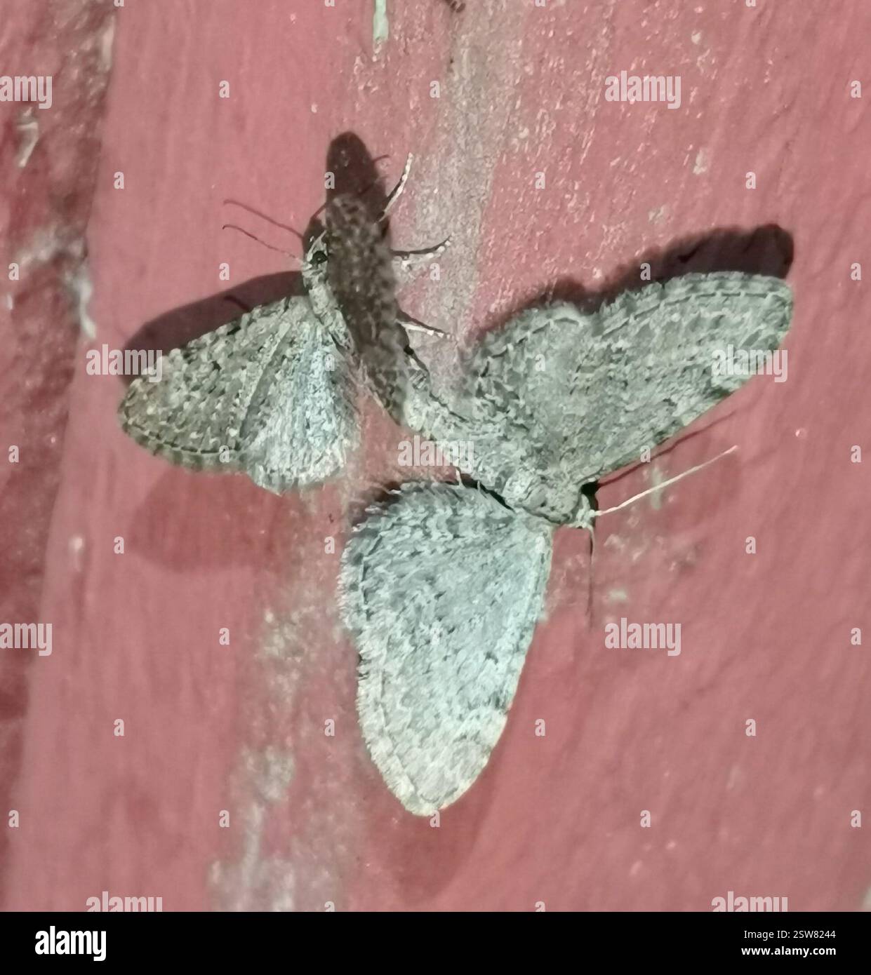 Common Pug (Eupithecia vulgata), Insecta, 31160 Urjala, Suomi Stock ...