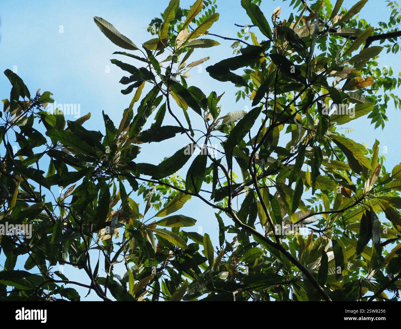 Bronze Loquat (Eriobotrya deflexa), Plantae, 台灣桃園市 Stock Photo - Alamy