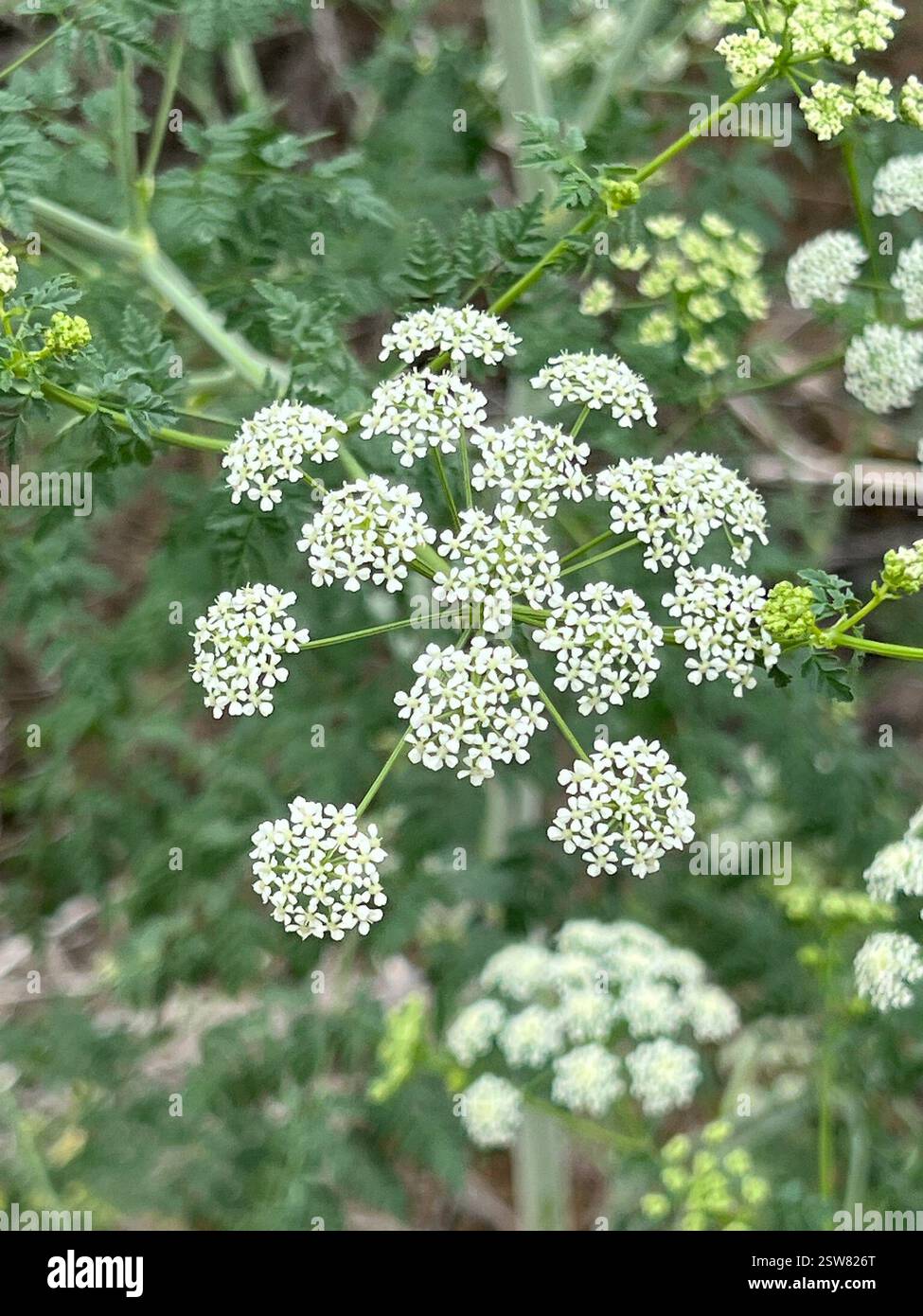 poison hemlock (Conium maculatum), Plantae, Umatilla County, OR, USA, 6 ...