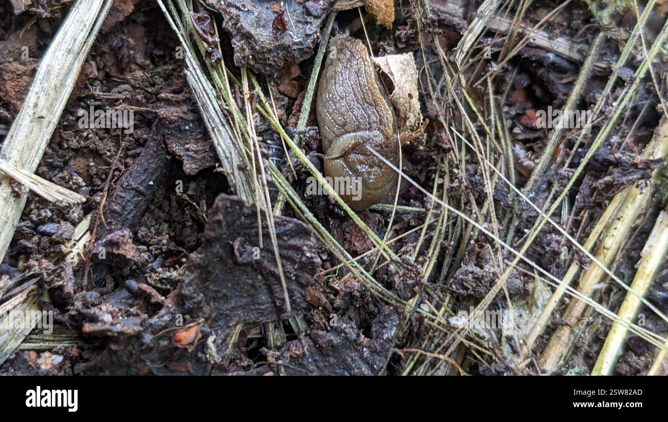 Greenhouse Slug (Milax gagates), Mollusca, Westwood, Los Angeles, CA ...