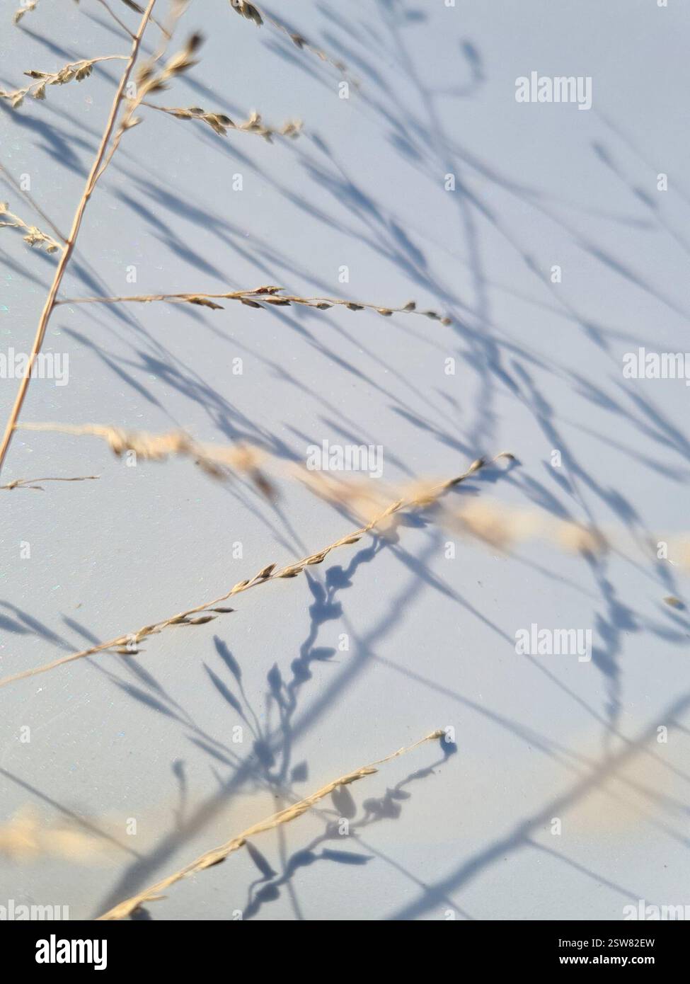 African love grass (Eragrostis curvula), Plantae, Tathra Beach Country ...