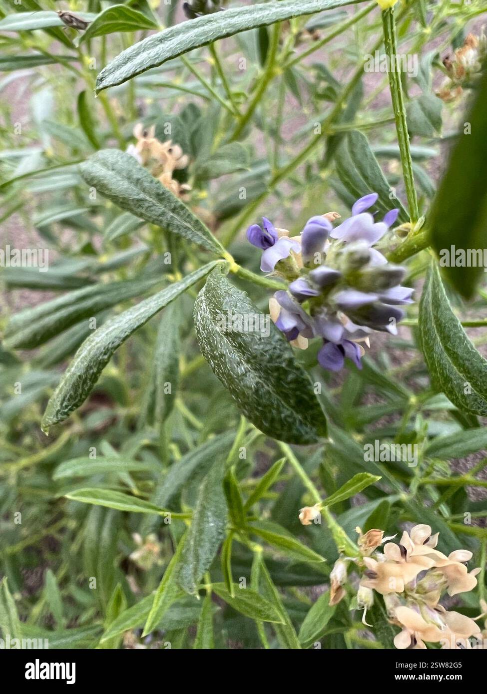 Lance-leaved scurf-pea (Ladeania lanceolata), Plantae, Owyhee County ...