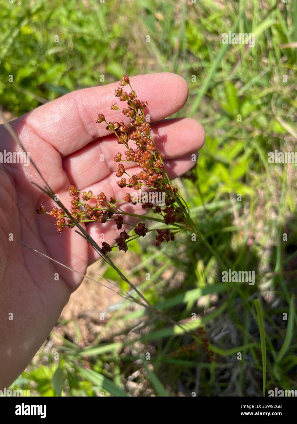 Culm measure hi-res stock photography and images - Alamy