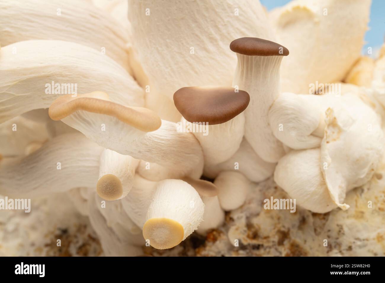 Closeup of Italian oyster mushrooms in substrate Stock Photo - Alamy