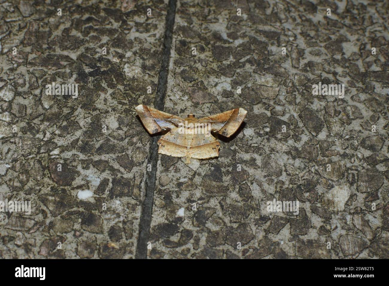 (Krananda latimarginaria), Insecta, 中国江西省上饶市婺源县 Stock Photo - Alamy