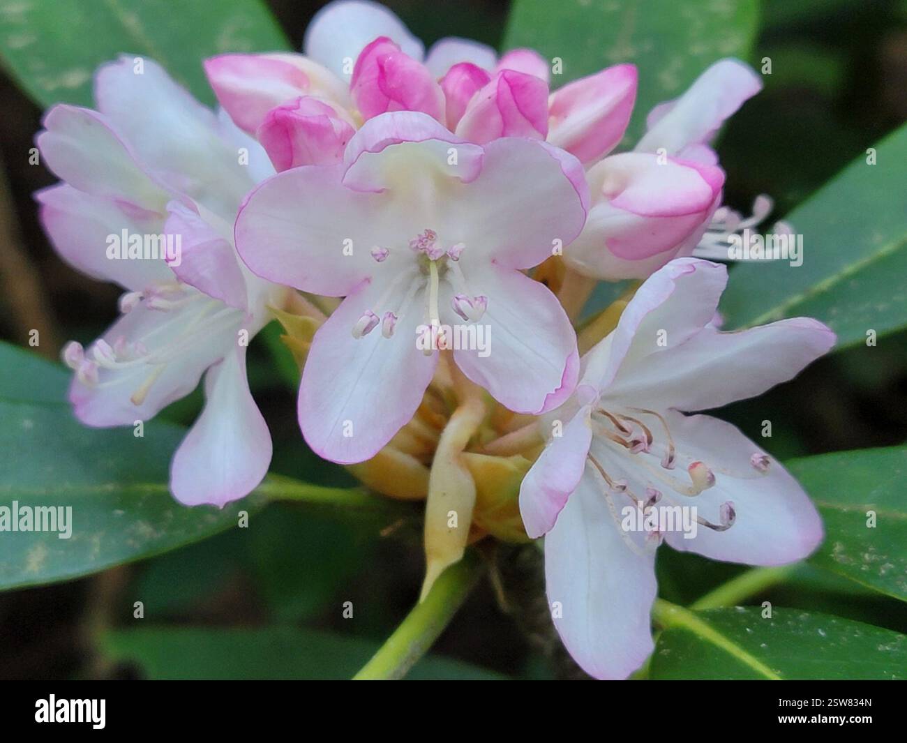 great rhododendron (Rhododendron maximum), Plantae, Dahlonega, GA 30533 ...
