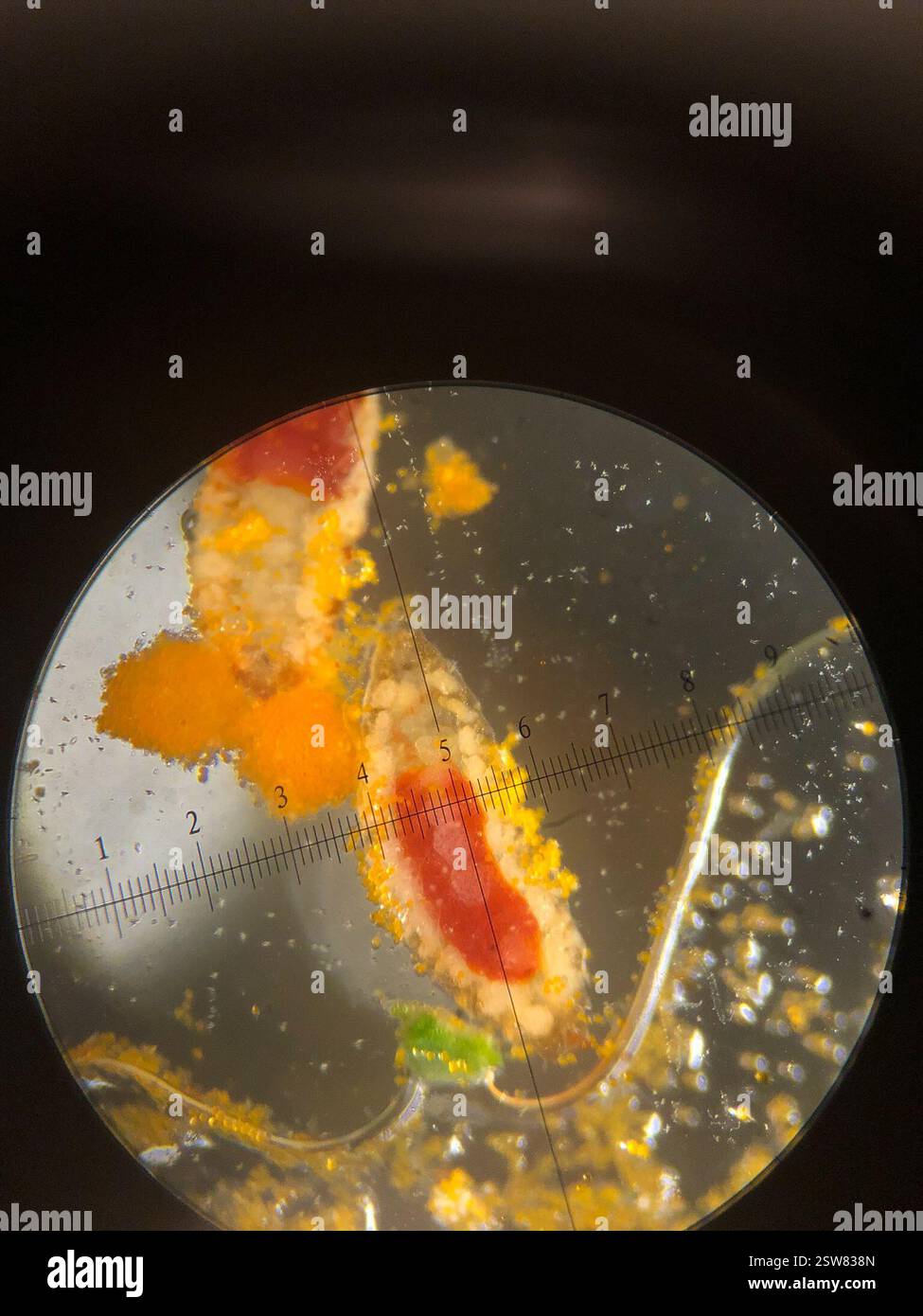 Rust-eating midges (Mycodiplosis), Insecta, Kenmore Rd, Saanich, BC, CA ...