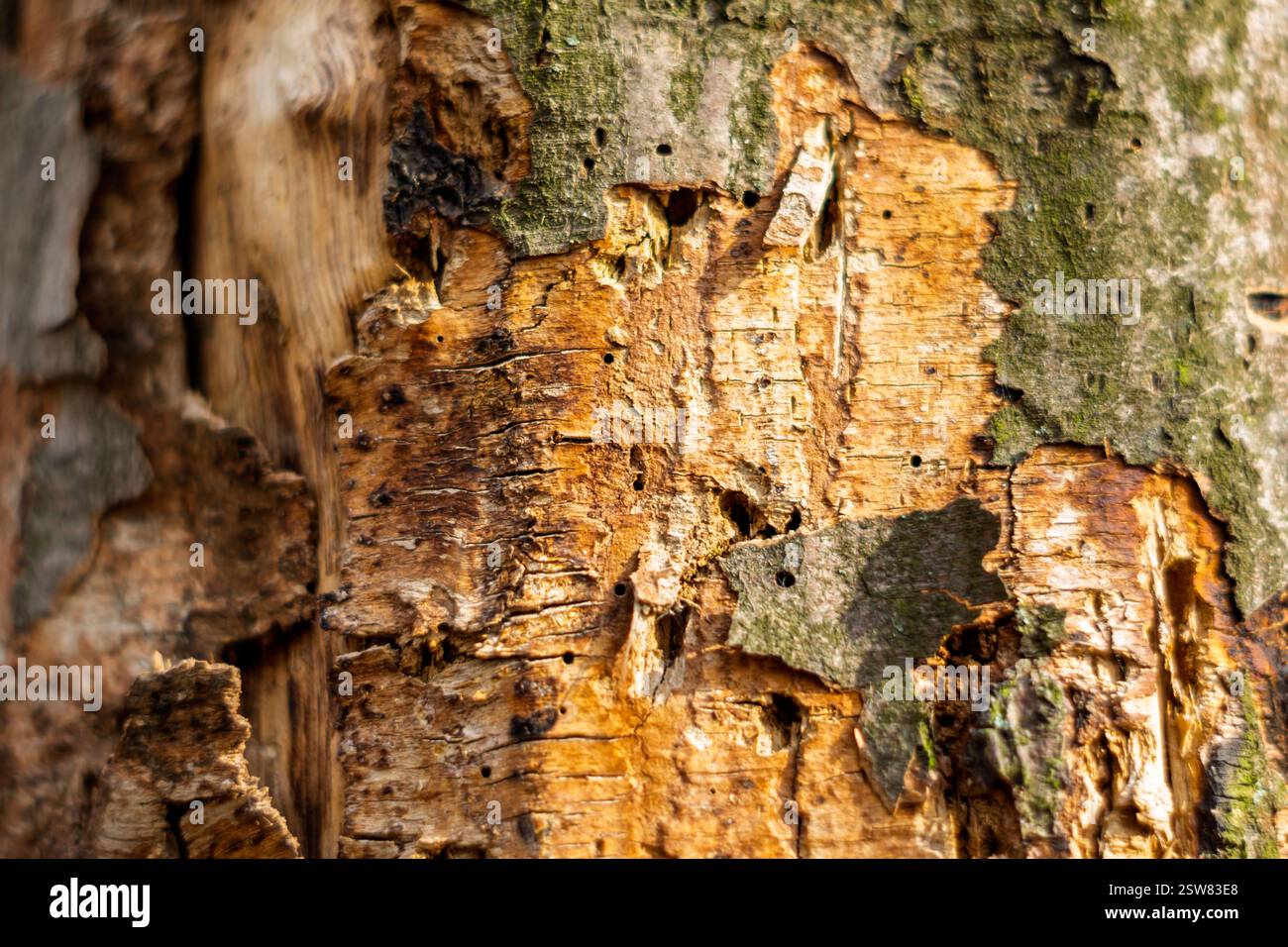 The texture of an ancient tree trunk reveals peeling bark, deep grooves ...
