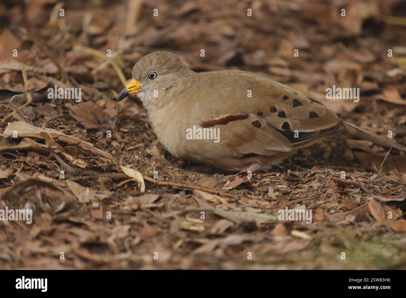 Croaking Ground Dove (Columbina cruziana), Aves, Parque de las Leyendas ...