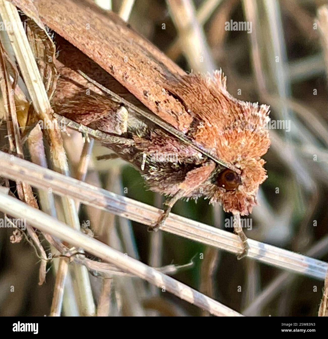Cutworm Moths and Allies (Noctuidae), Insecta, Fort Ord National ...
