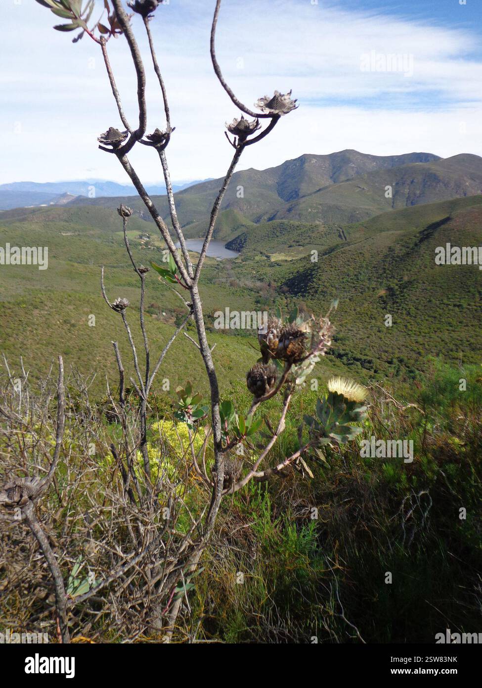 Wagon Tree (Protea nitida), Plantae, Arangieskop, Robertson, South ...