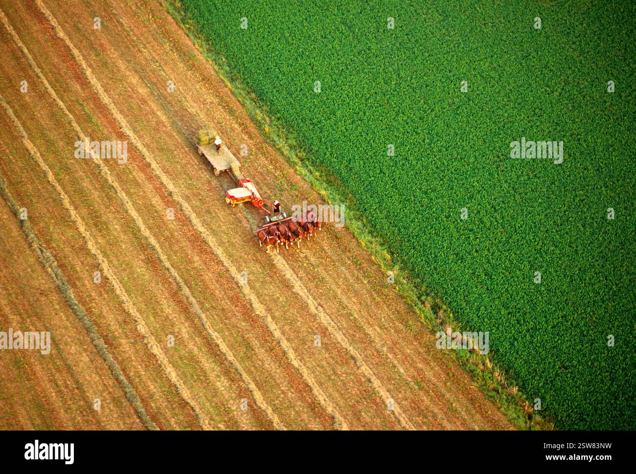 Aerial view of Amish farmer in fields with horse or mule drawn wagons ...