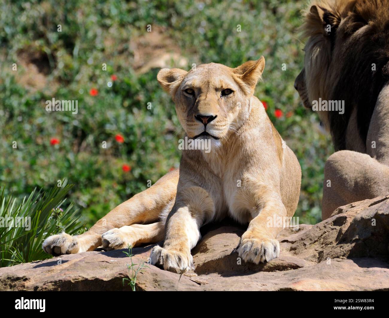 Closeup of lioness (Panthera leo) with its lion lying on rock and ...