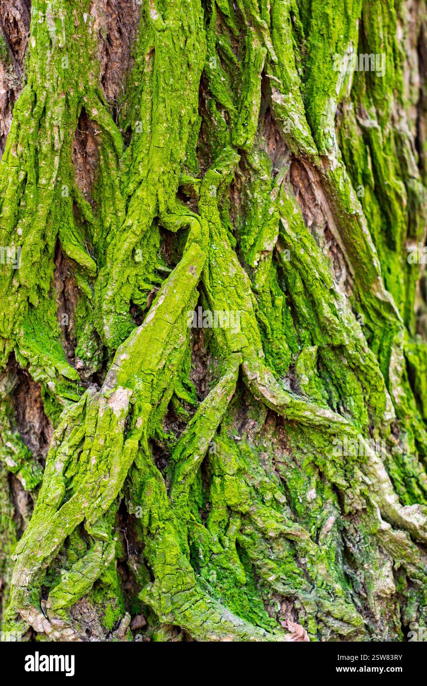 Striking pattern of ridges hi-res stock photography and images - Alamy