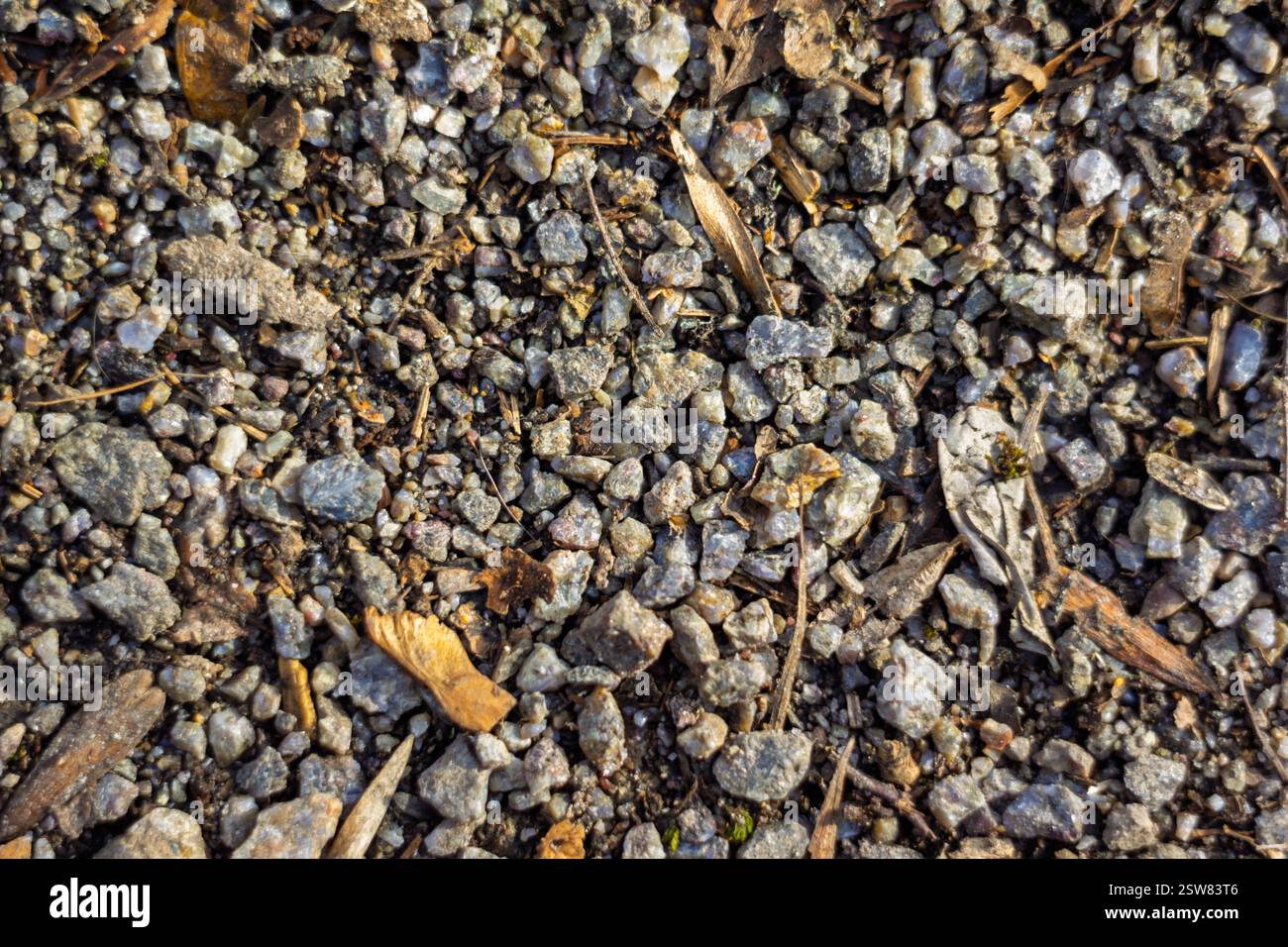 The ground displays a mix of small gravel stones and scattered leaves ...