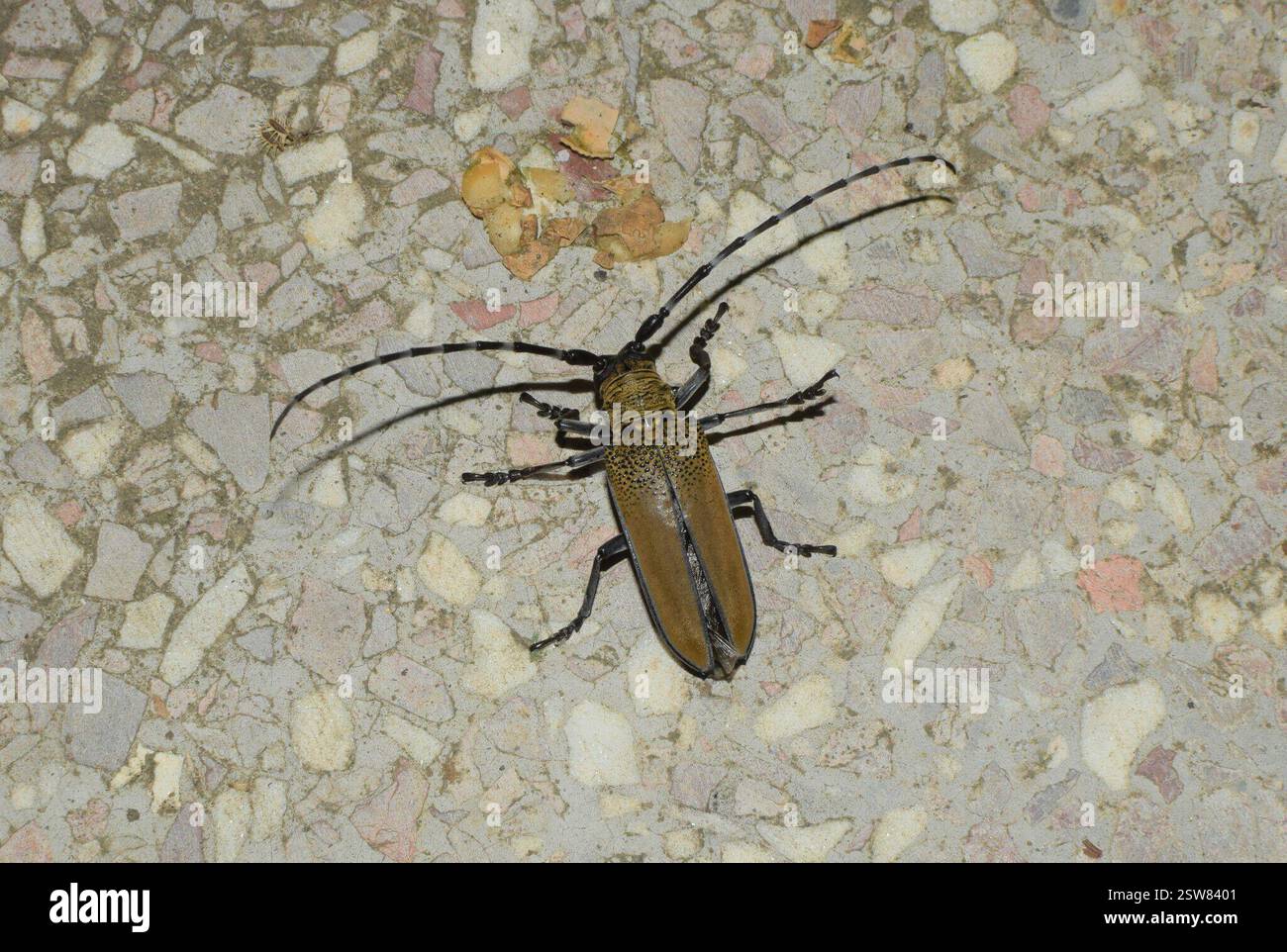(Apriona rugicollis), Insecta, 中国江西省上饶市婺源县 Stock Photo - Alamy
