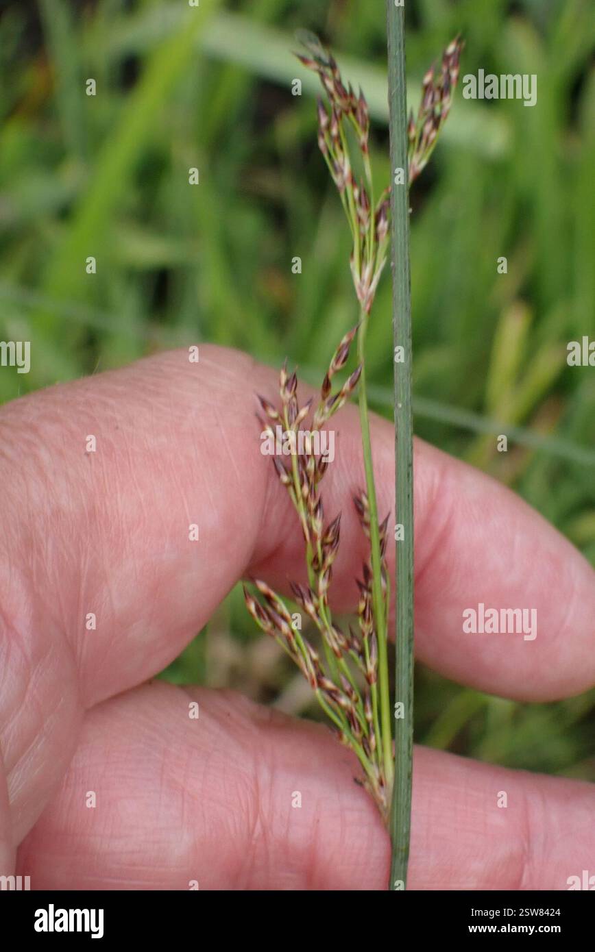 Hard Rush (Juncus inflexus), Plantae, Hampshire, UK, Church Path Meadow ...