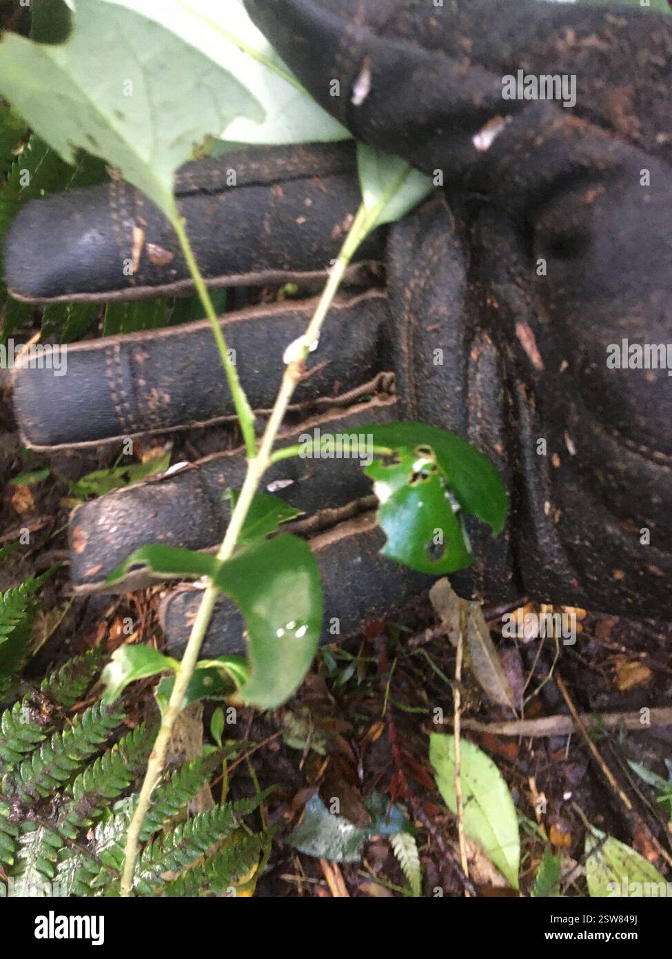 tree privet (Ligustrum lucidum), Plantae, Kauri Park neighbourhood ...