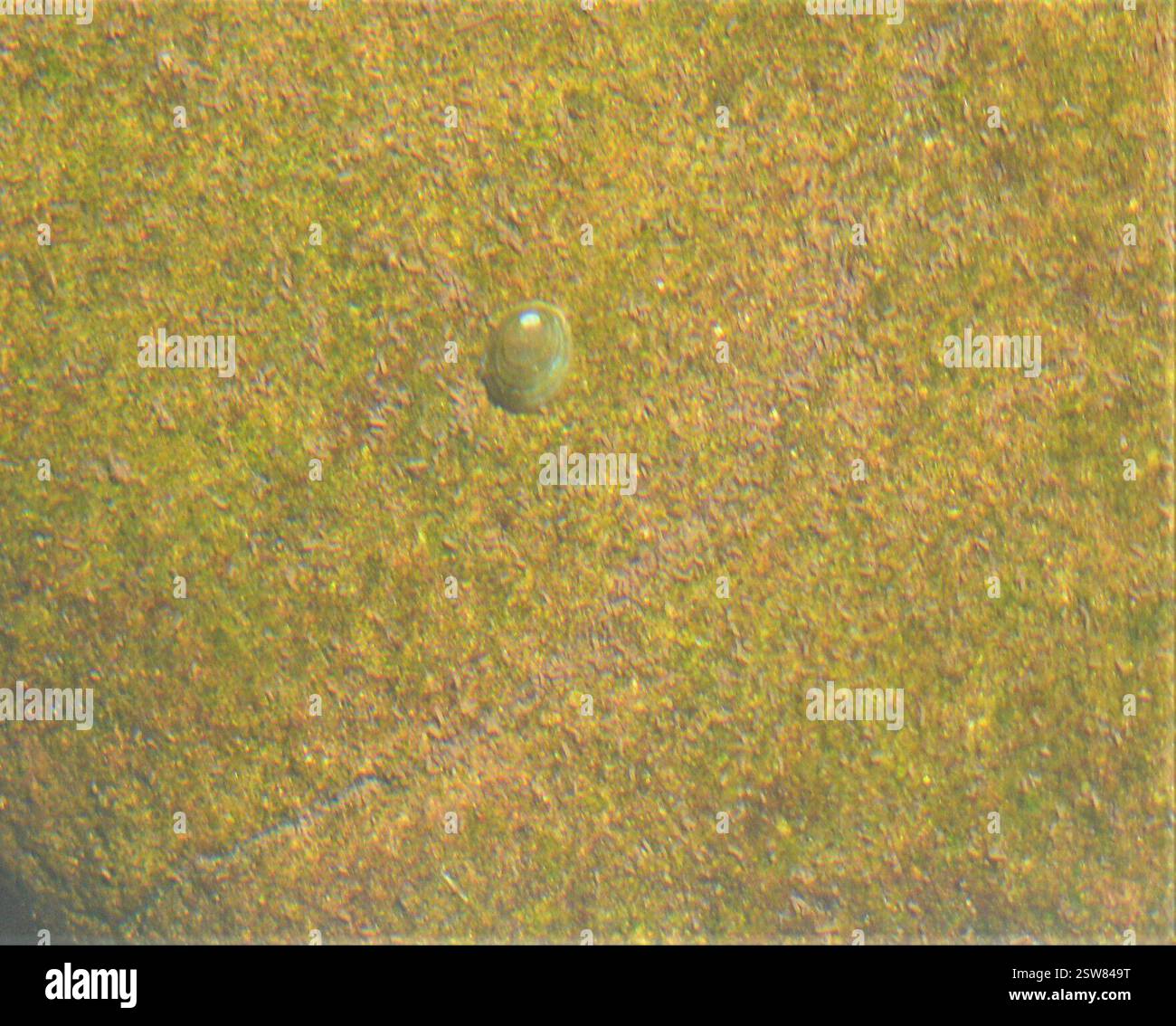 River Limpet (Ancylus fluviatilis), Mollusca, Thornhill DG3, UK Stock ...