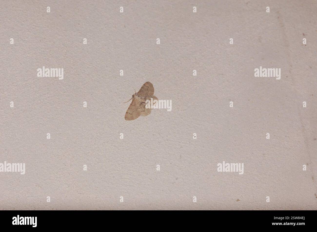 Mothlight hi-res stock photography and images - Alamy
