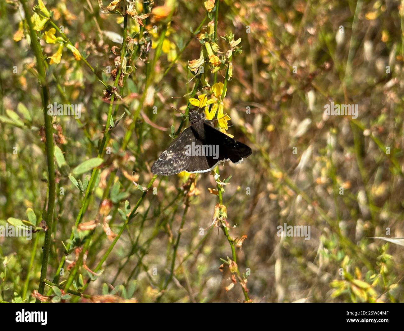 Funereal Duskywing (Erynnis funeralis), Insecta, Bel Air, Los Angeles ...